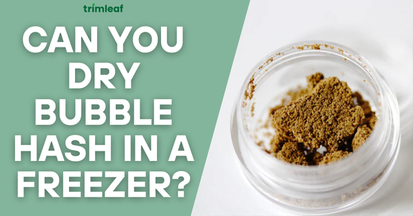 Can You Dry Bubble Hash in a Freezer?