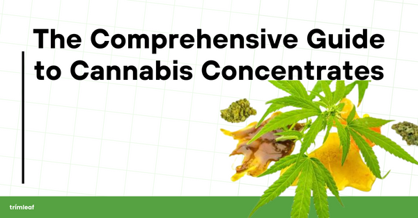 Guide to Cannabis Concentrates: Types, Uses, and How to Choose