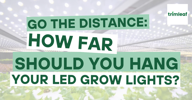 Go the Distance: How Far Should You Hang Your LED Grow Lights?